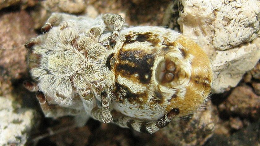 Pelican Spiders Are the Weirdest-Looking Assassins You'll Ever See ...