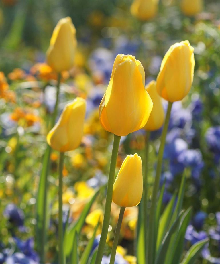 Best spring bulbs: 14 choices for beautiful displays | Gardeningetc