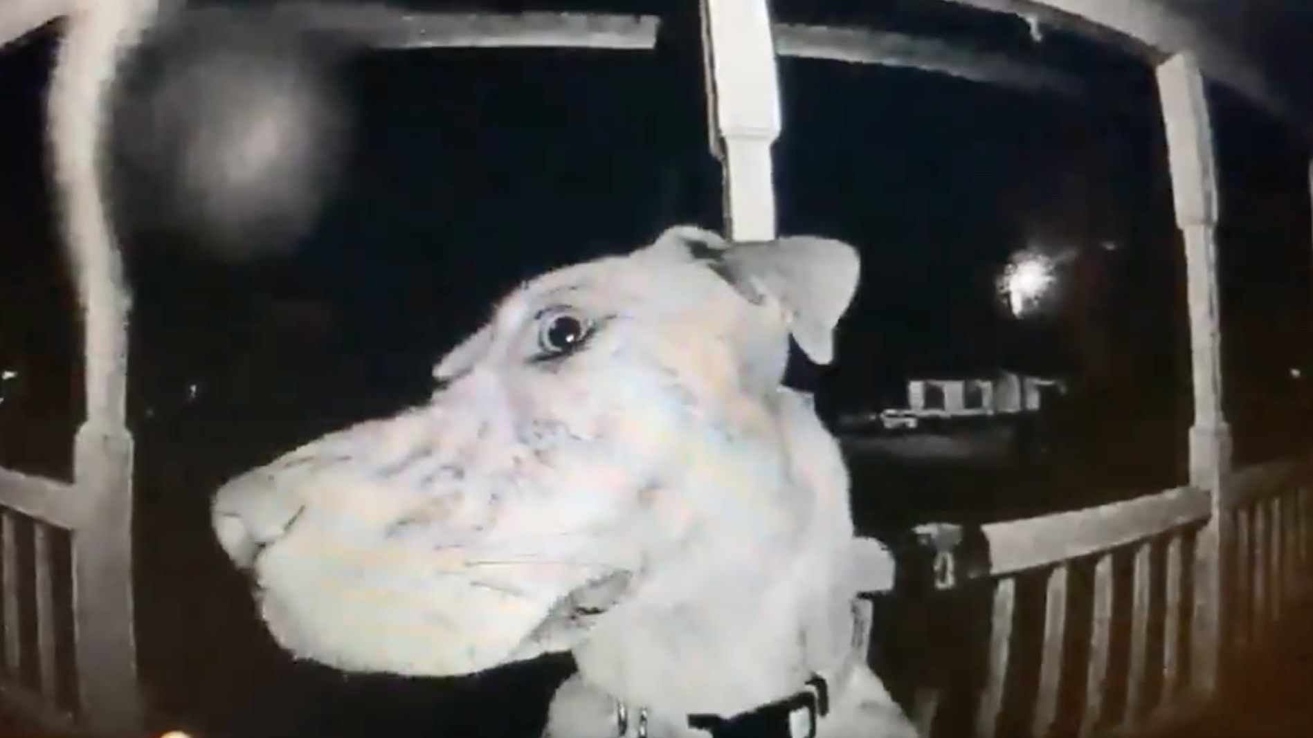 Dog rings doorbell at 3am to let her humans know she’s home | PetsRadar
