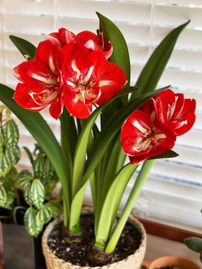 8 tropical flowers to grow indoors and make your home feel way more ...