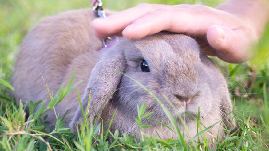 Best rabbit harness: Let them explore in safety | PetsRadar