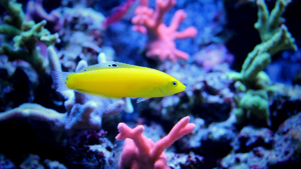 32 types of saltwater fish for your aquarium | PetsRadar