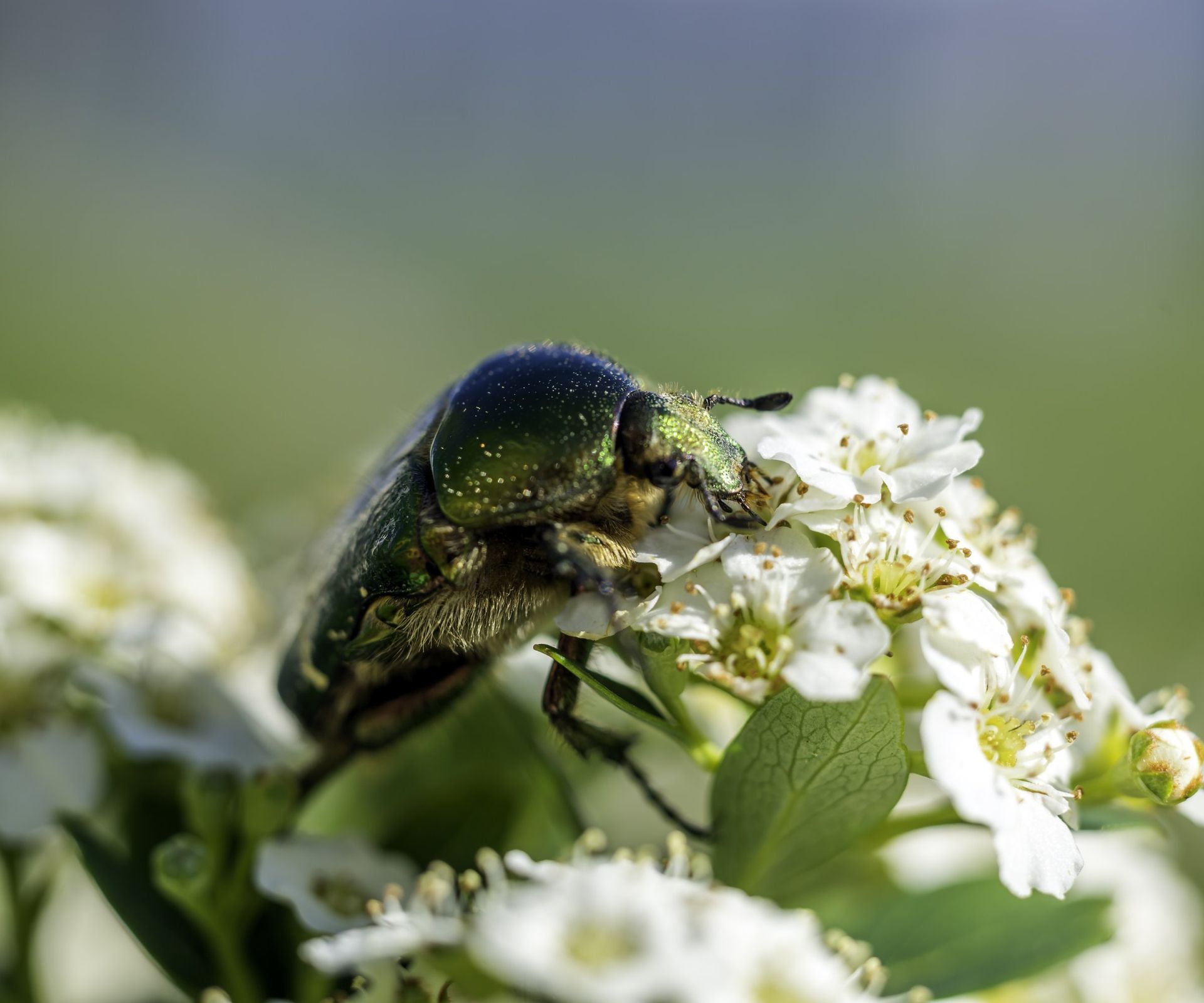 Identify These 8 Bugs That Eat Flowers, And Get Rid Of Them ...
