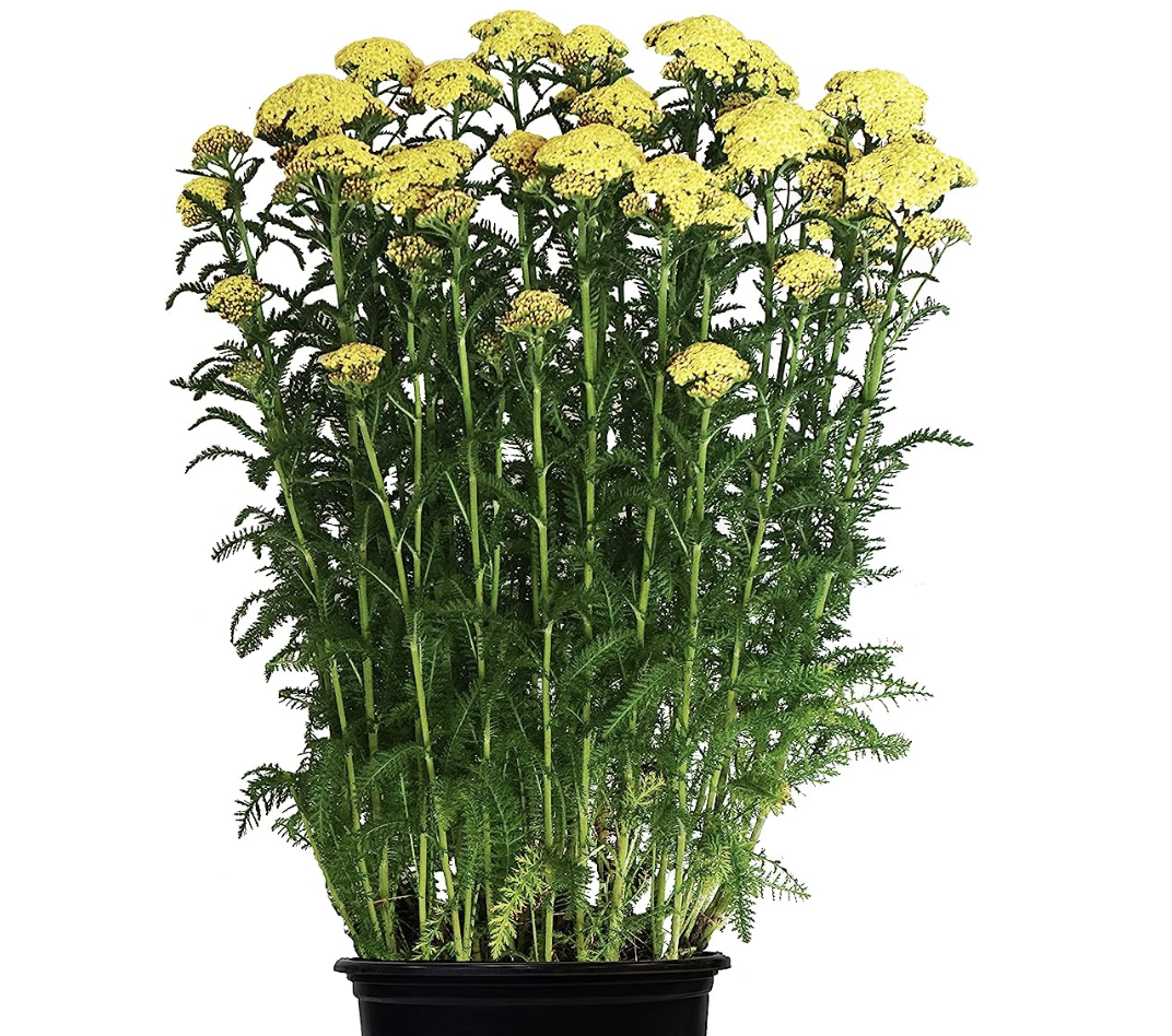 Best plants for full sun – 10 best expert picks | Livingetc