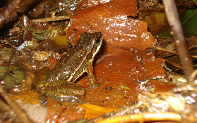 Frogs 'Talk' Using Complex Signals | Live Science