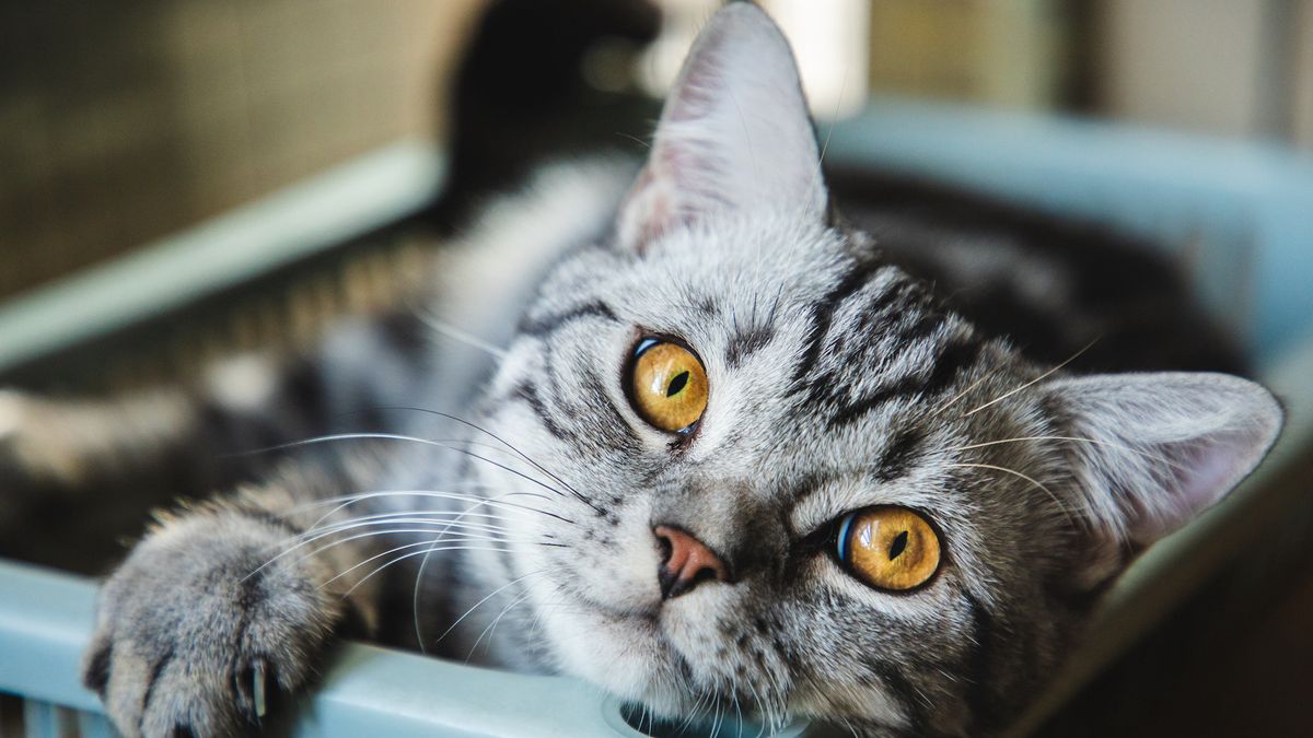 32 best cat breeds for first-time owners | PetsRadar