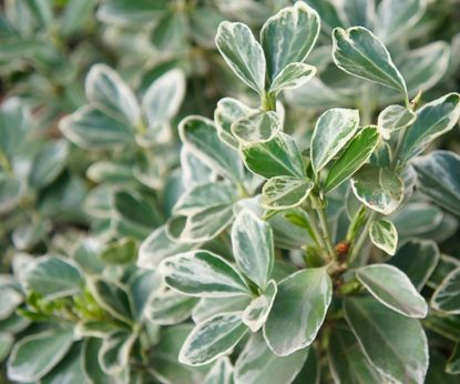 10 of the best euonymus varieties for your yard | Homes and Gardens