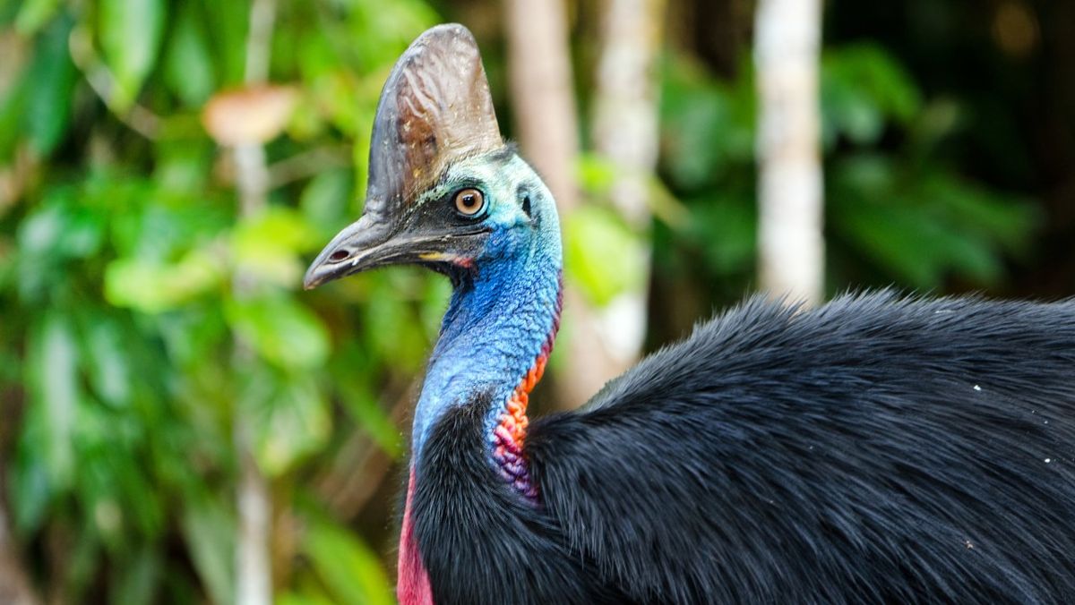 14 of the biggest birds on Earth | Live Science