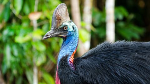 14 of the biggest birds on Earth | Live Science