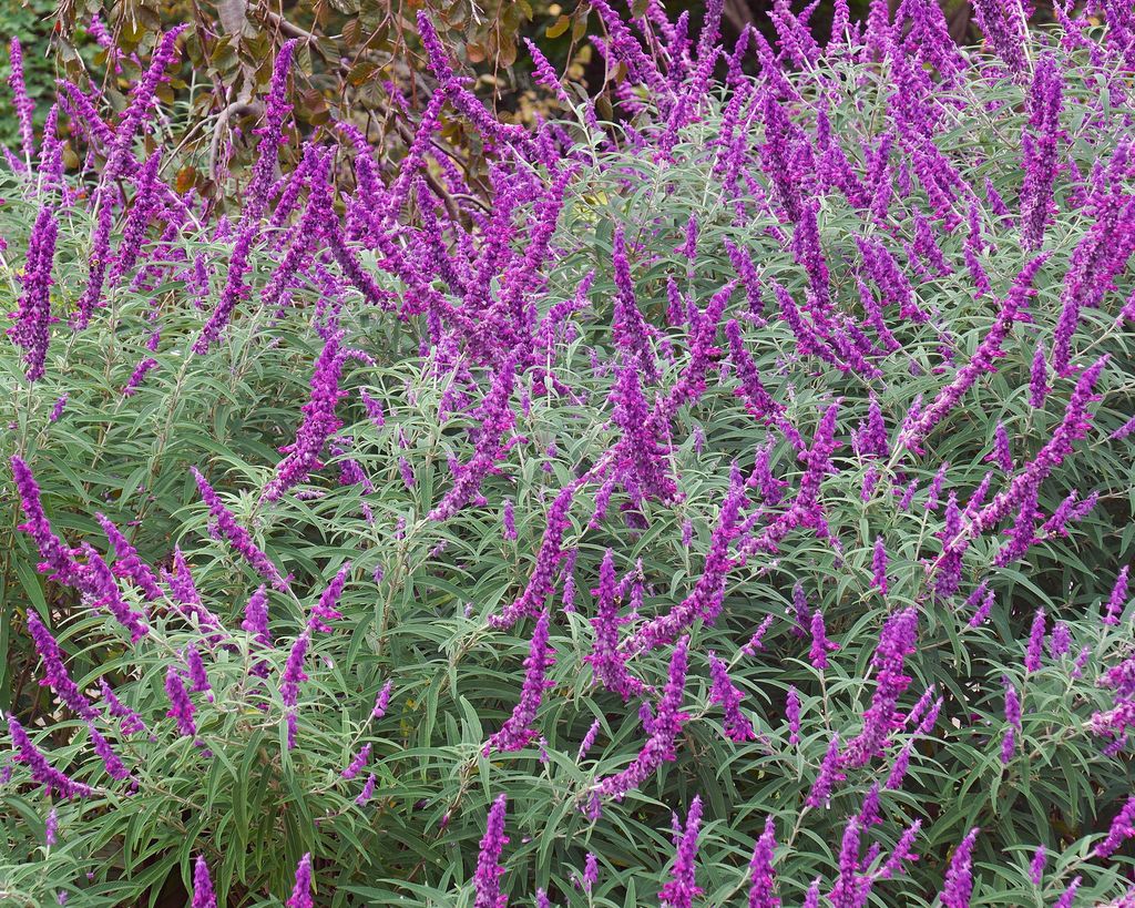 Types of salvias: 16 stunning varieties for beds and borders | Gardeningetc