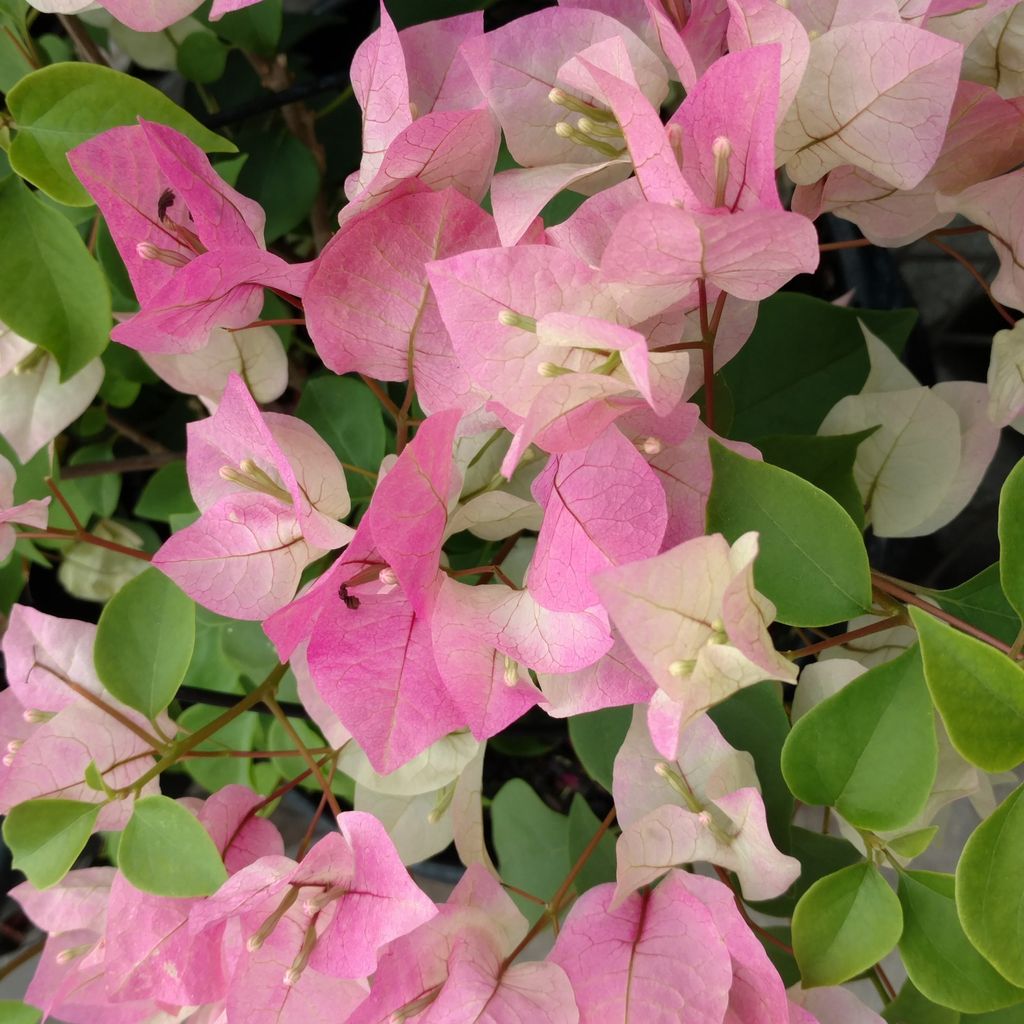 Caring For Bougainvillea Plants: Tips On Growing Bougainvillea In ...