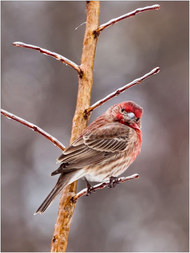 Citizen Science Programs That Are 'For the Birds' | Live Science