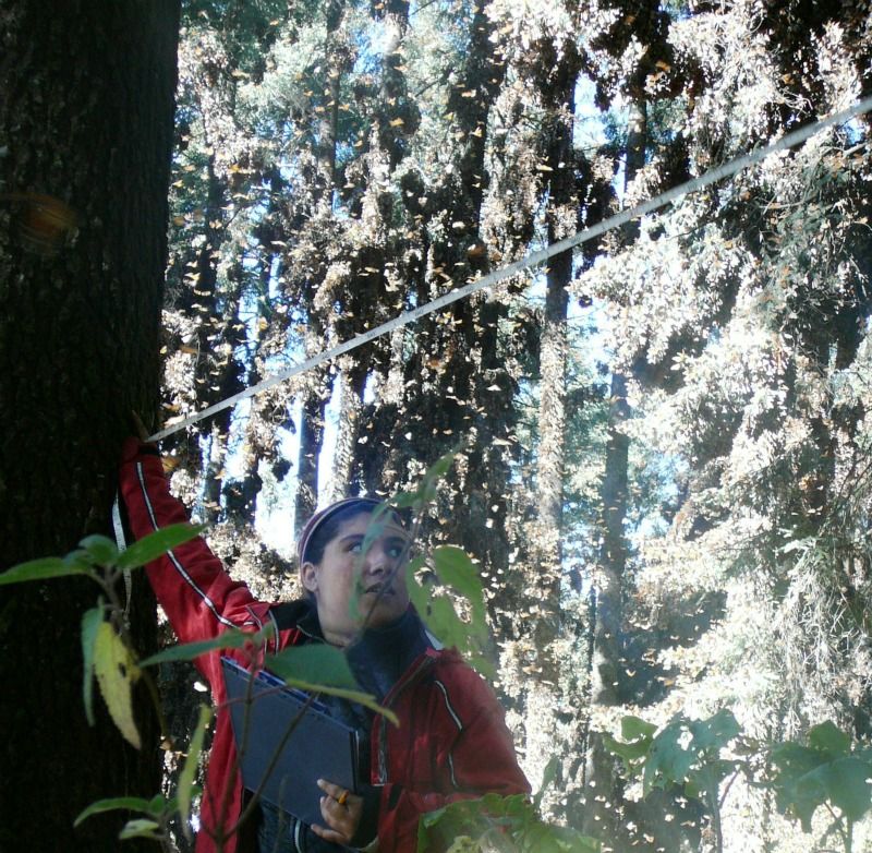 Images: Monarchs' Butterfly Forest in Central Mexico | Live Science