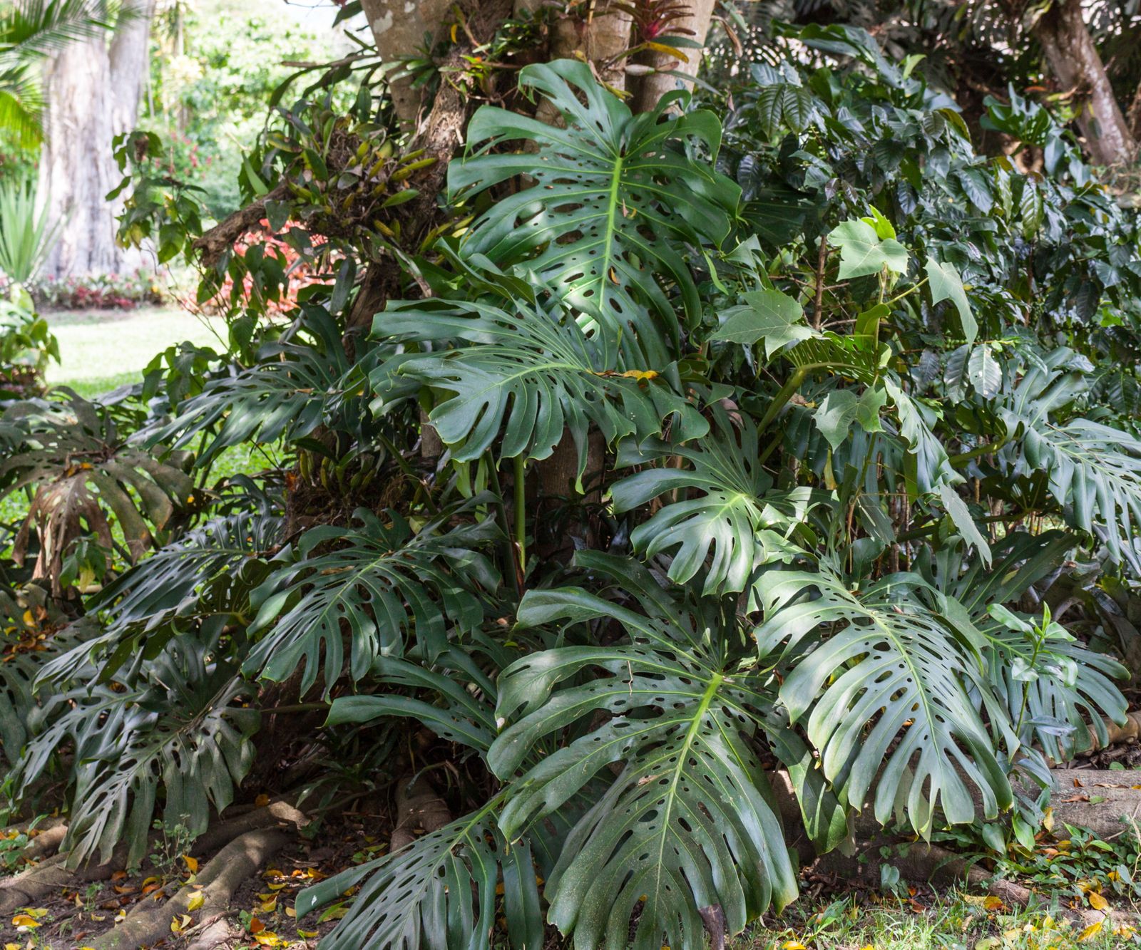 Can you grow a monstera outdoors? A plant expert reveals | Homes and ...