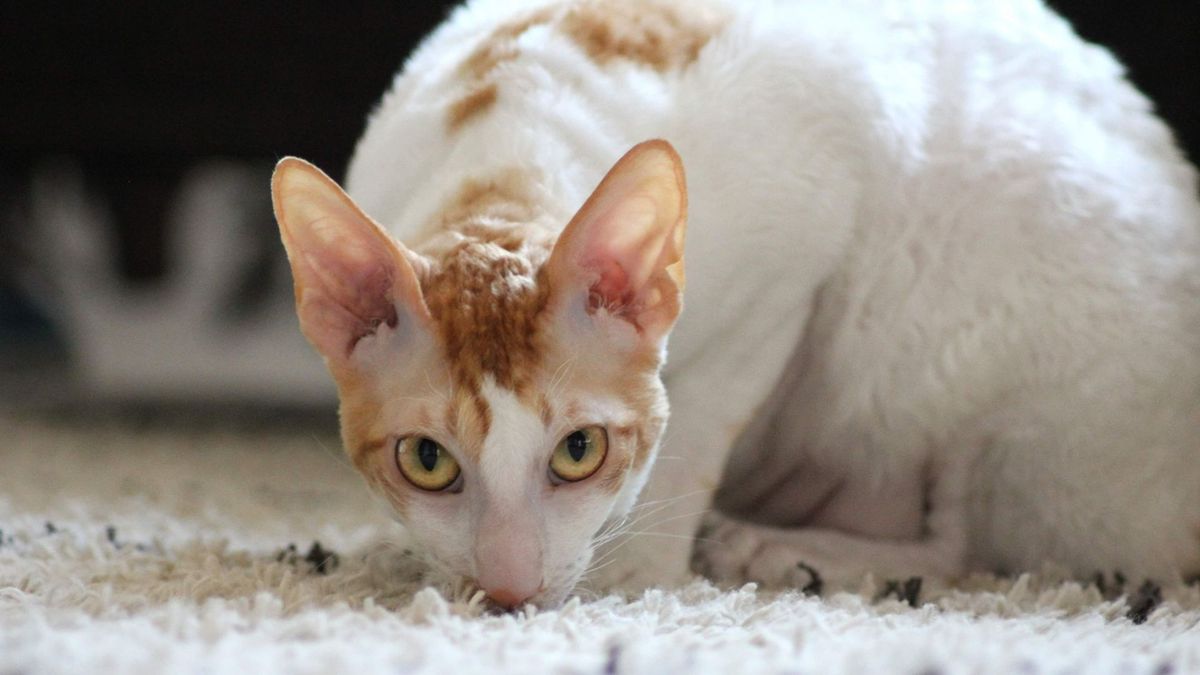 32 interesting facts about Cornish Rex cats | PetsRadar