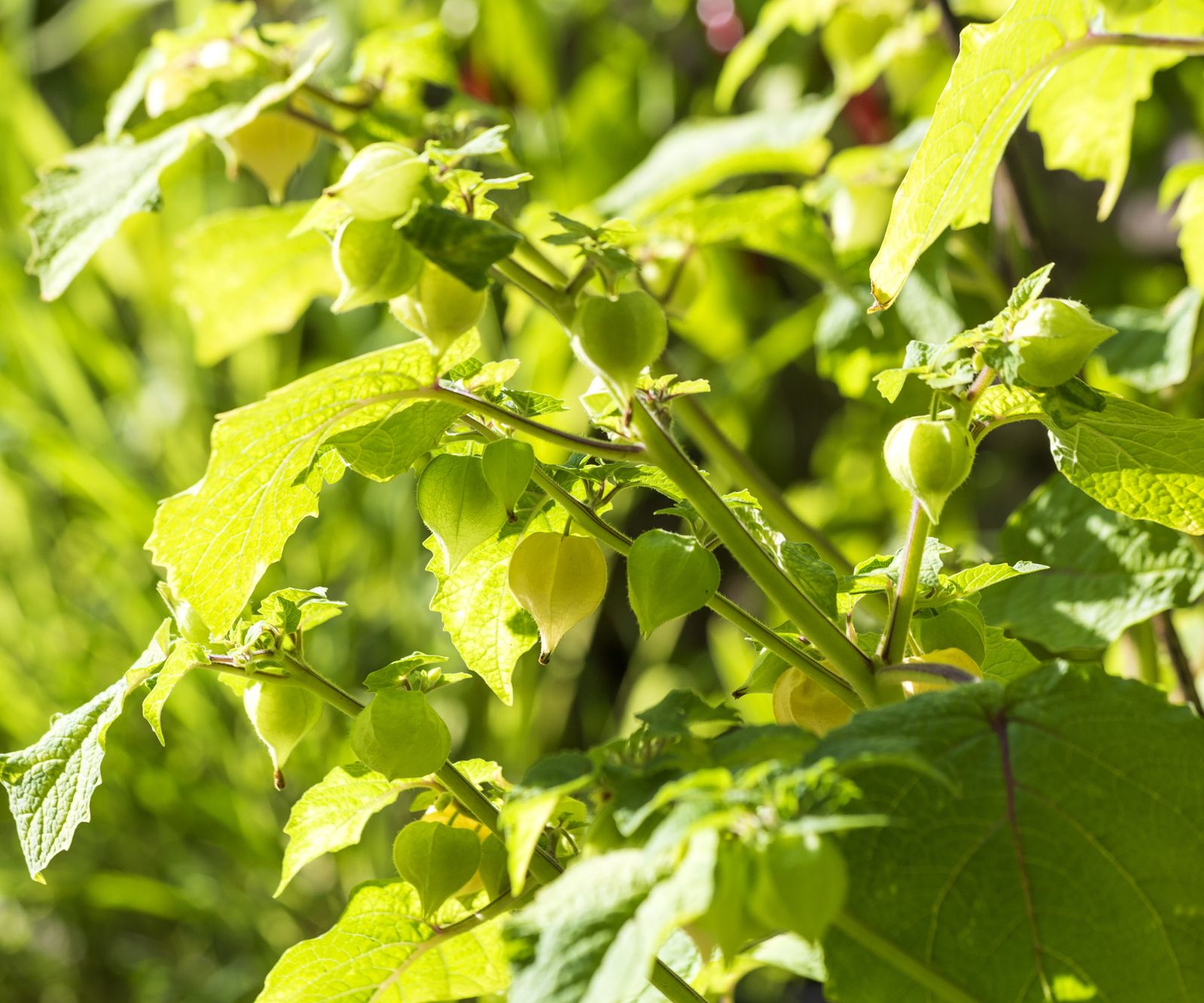 How to grow ground cherries for bumper harvests of fruit | Homes and ...
