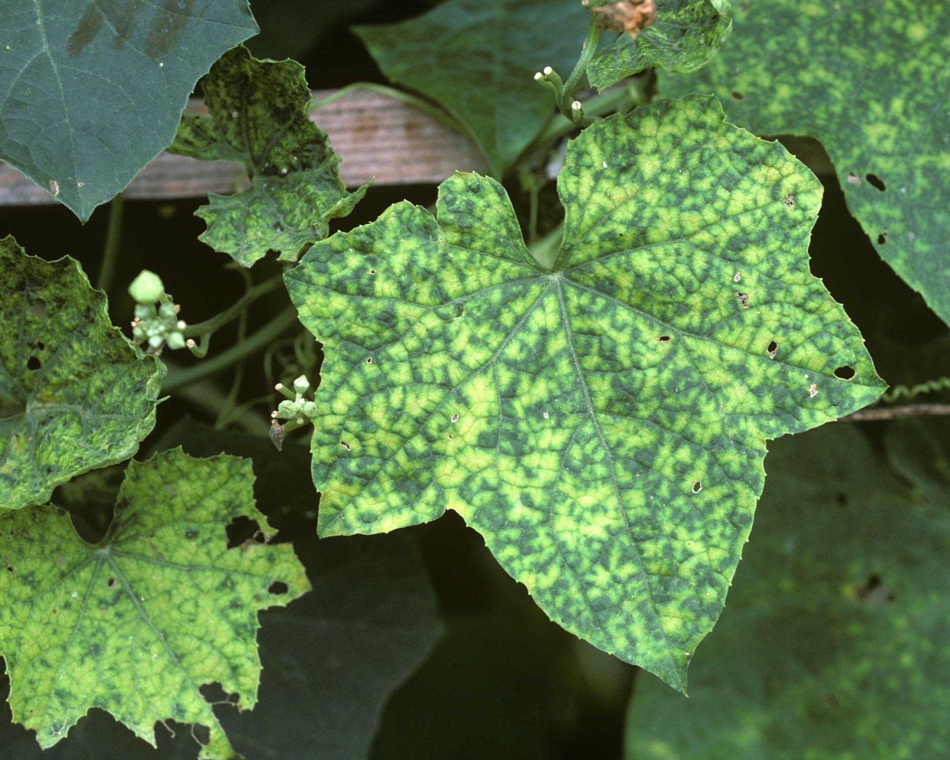 Cucumber diseases and pests: how to tackle 5 common issues | Gardeningetc