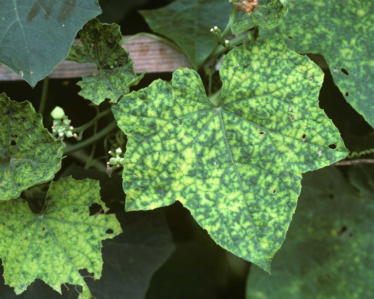 Cucumber diseases and pests: how to tackle 5 common issues | Gardeningetc