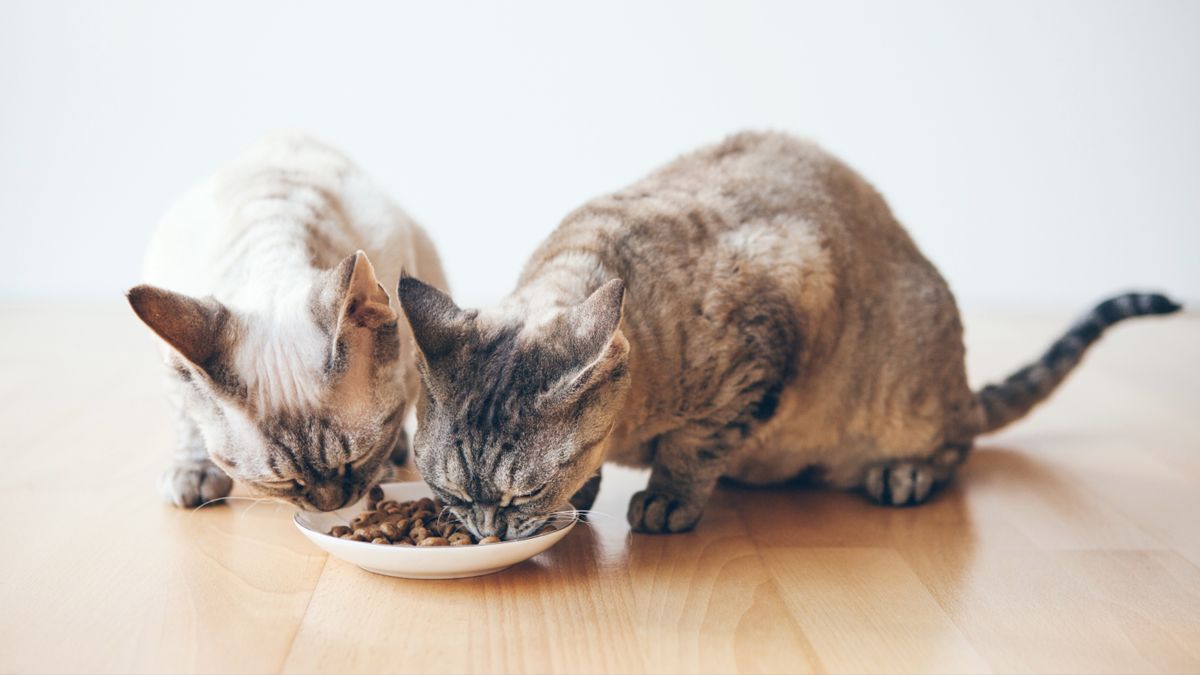 Vet reveals how to manage food aggression in cats | PetsRadar
