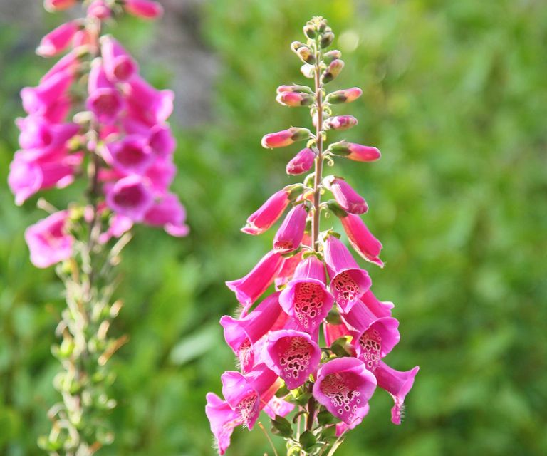 What to do with foxgloves after they finish flowering | Homes and Gardens