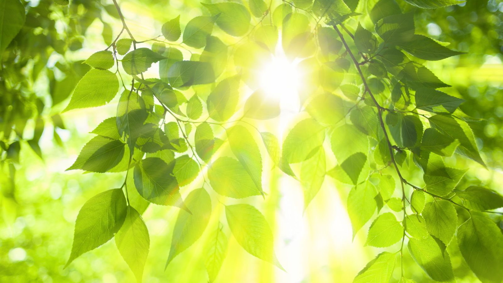 How temperature affects plant growth: An expert overview | Homes and ...