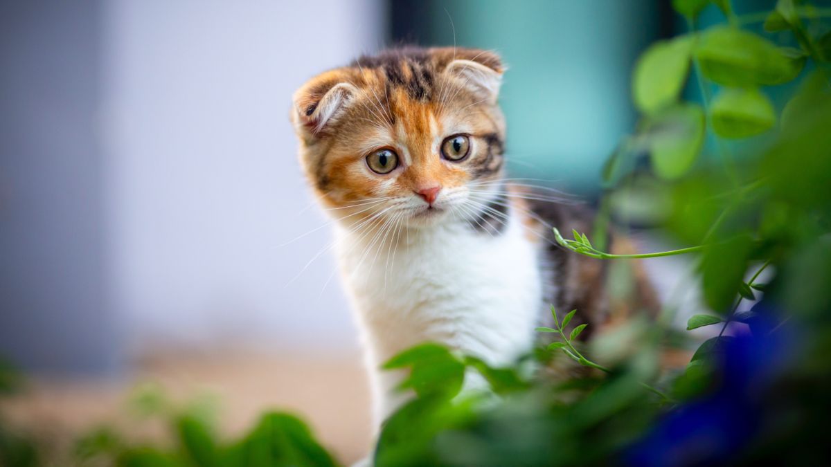 32 facts about kittens | PetsRadar