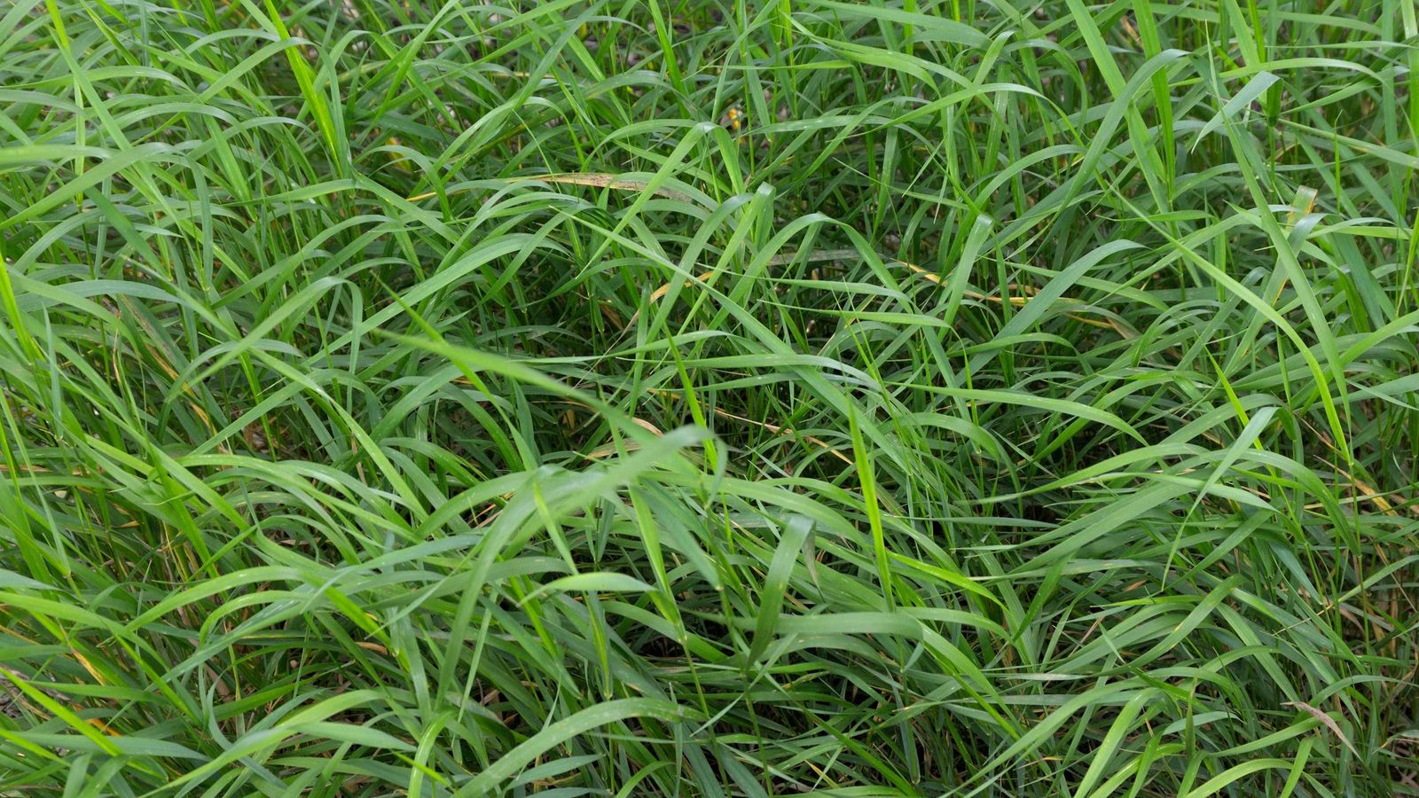 Quack grass: what it is and how to remove it | Gardeningetc