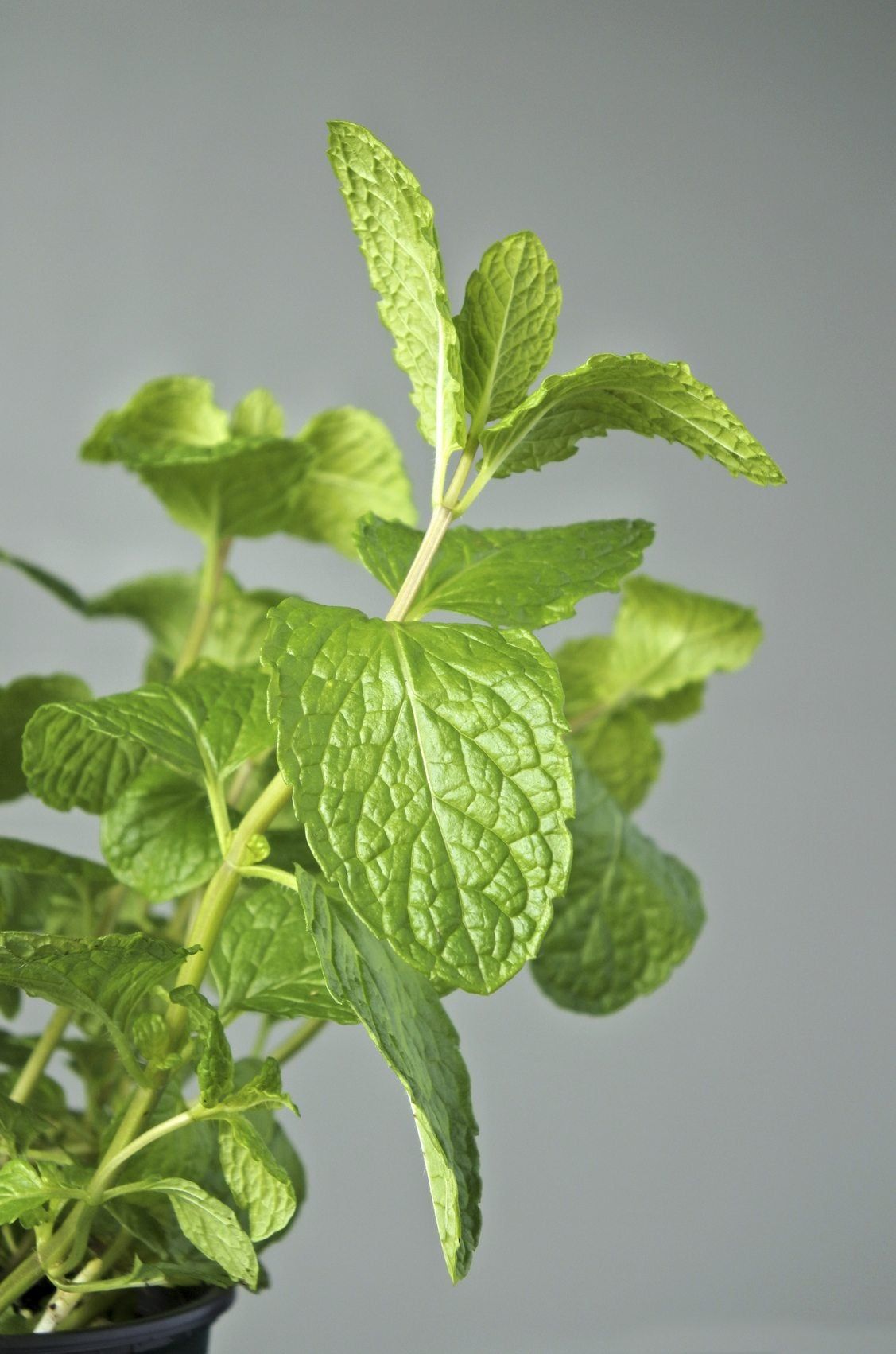 Habek Mint Information - Tips On Growing Habek Mint In The Garden ...
