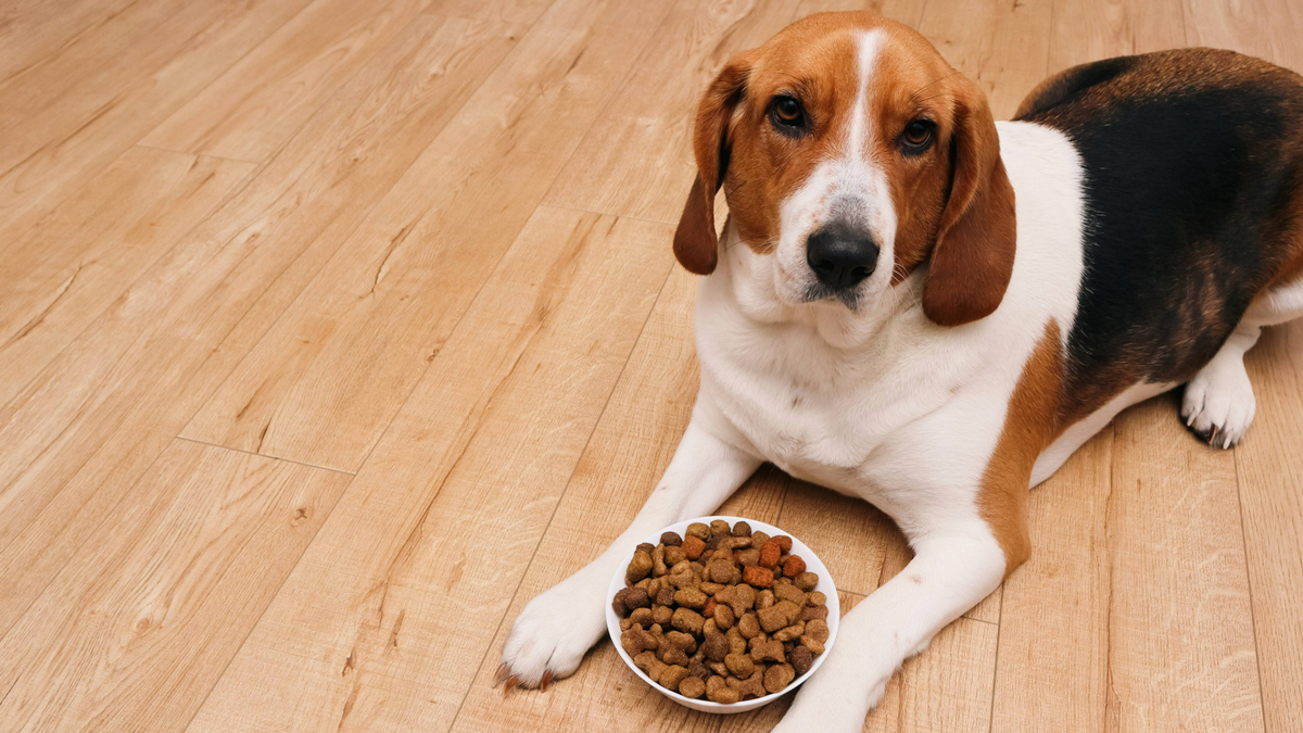 Dog not eating? What you need to check, according to a vet | PetsRadar