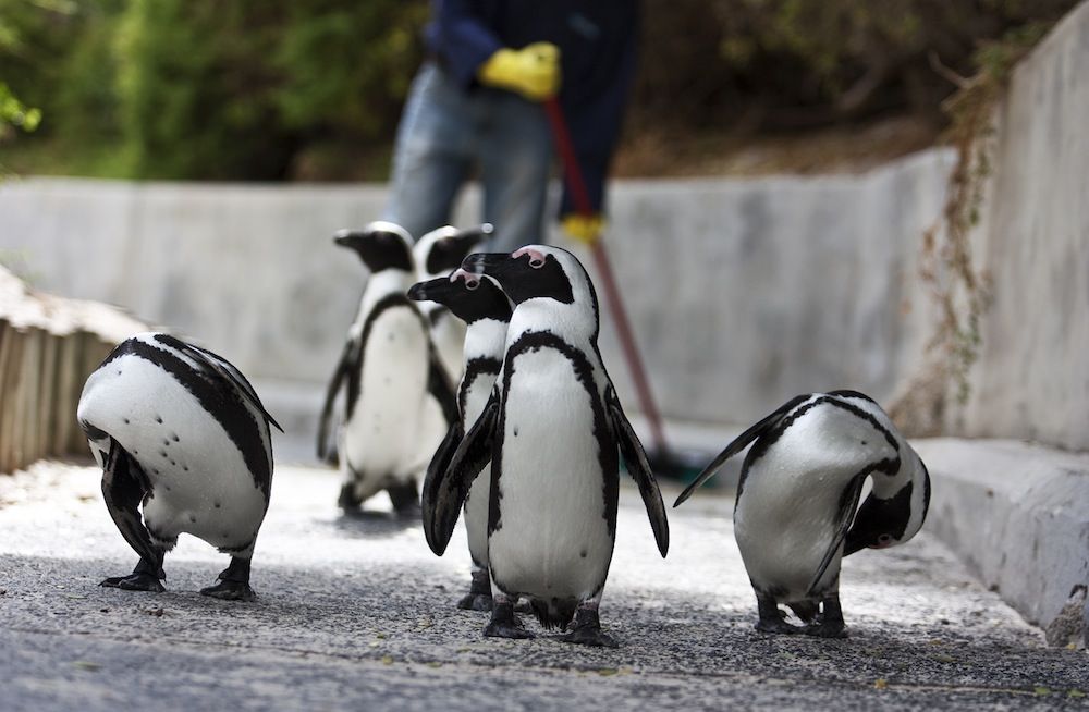 Happy Feet: A Gallery of Pudgy Penguins | Live Science