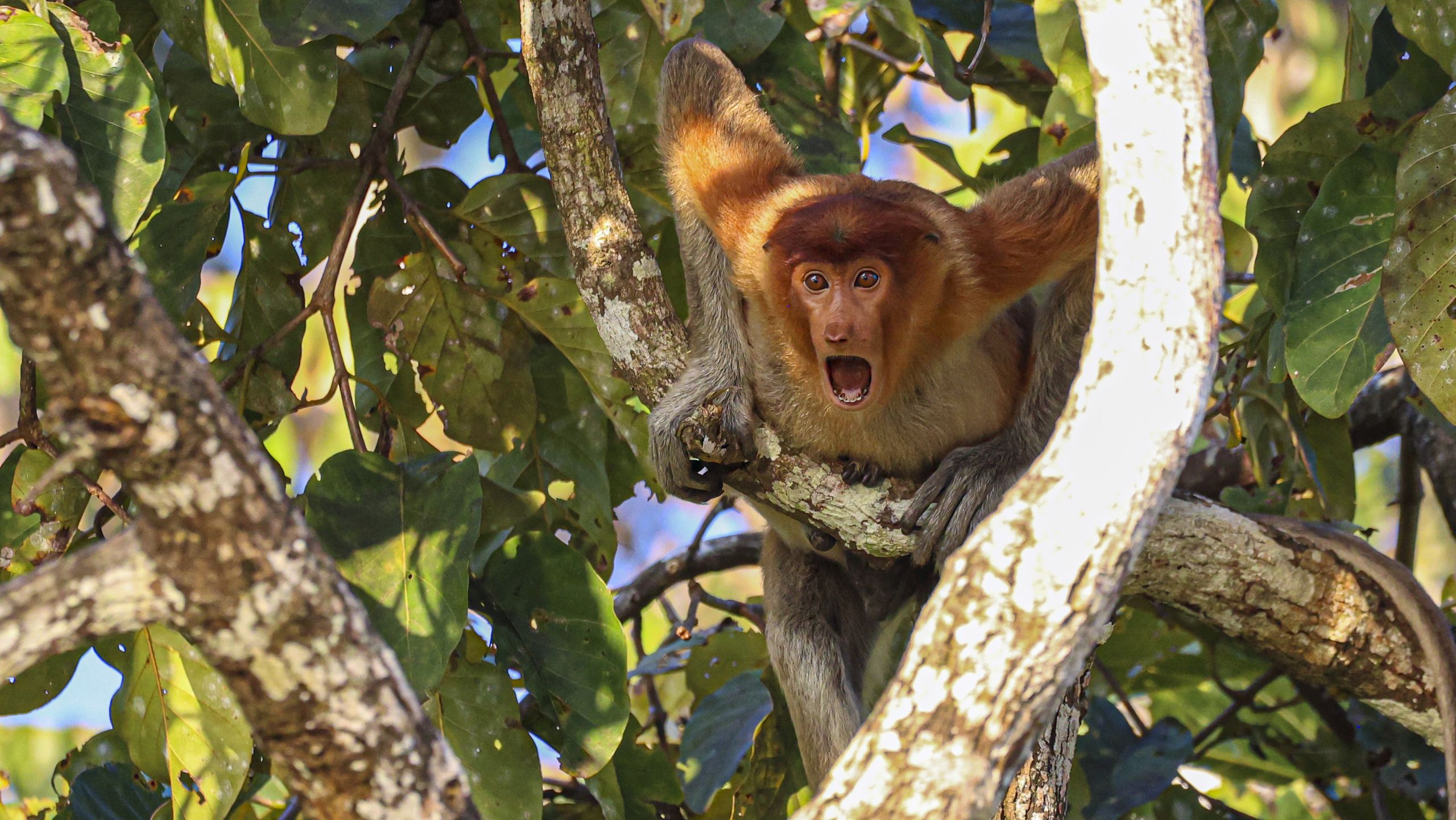 Screaming monkeys, 'headless' penguins and face-planting zebras take ...