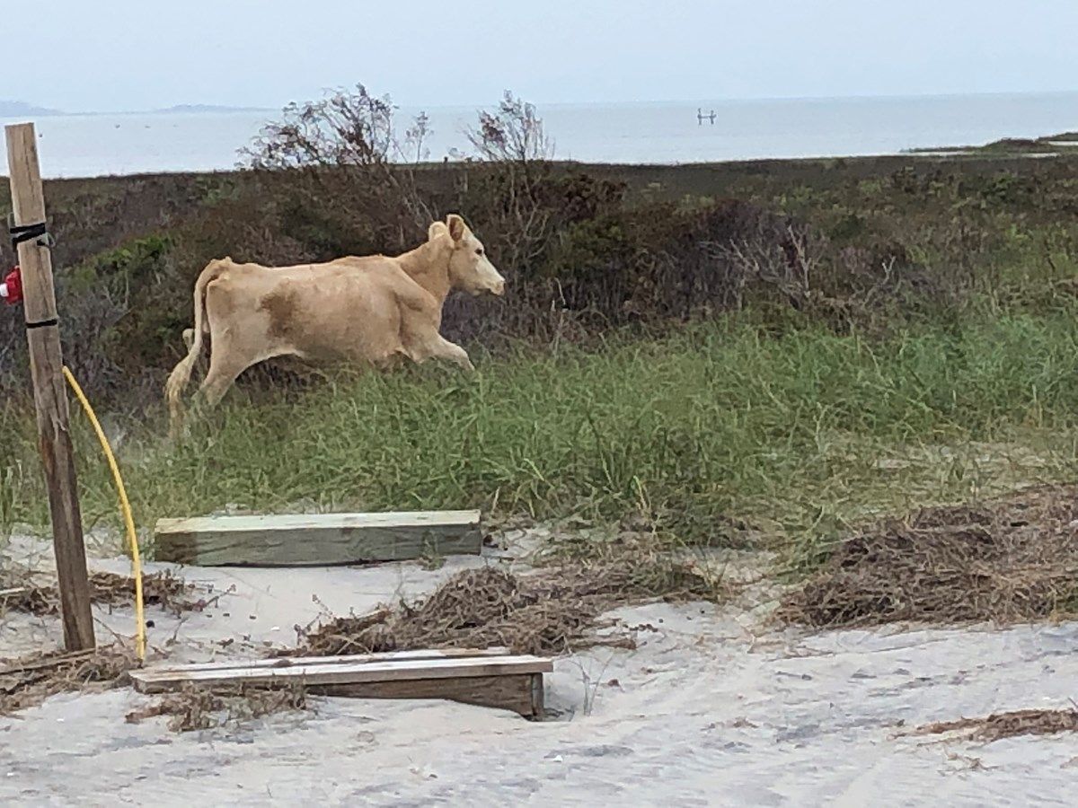 3 Cows Swept Out to Sea by Hurricane Dorian Were Found Peacefully ...