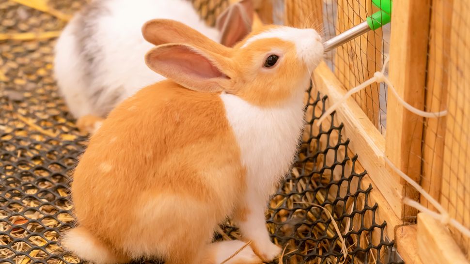 32 tips for taking care of rabbits | PetsRadar