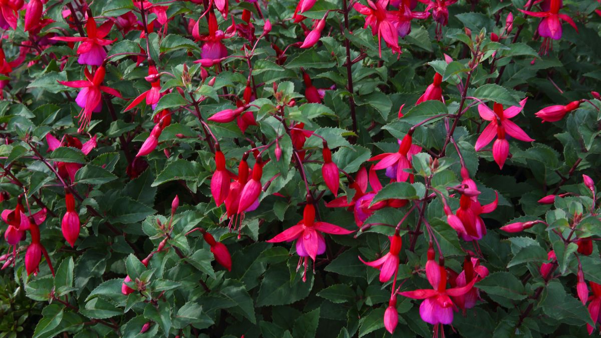 How to grow fuchsias for masses of fairy-tale blooms | Ideal Home