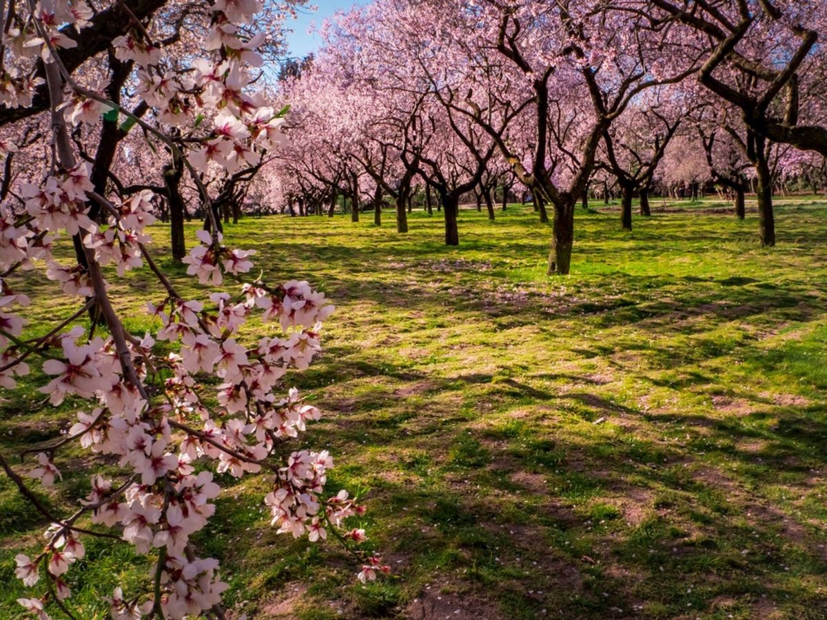Flowering Pink Almond - How To Care For Growing Flowering Almonds ...