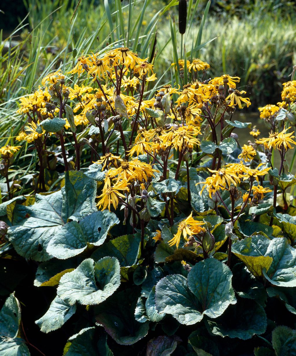 Overwatering plants: identify, avoid, and repair the damage | Gardeningetc