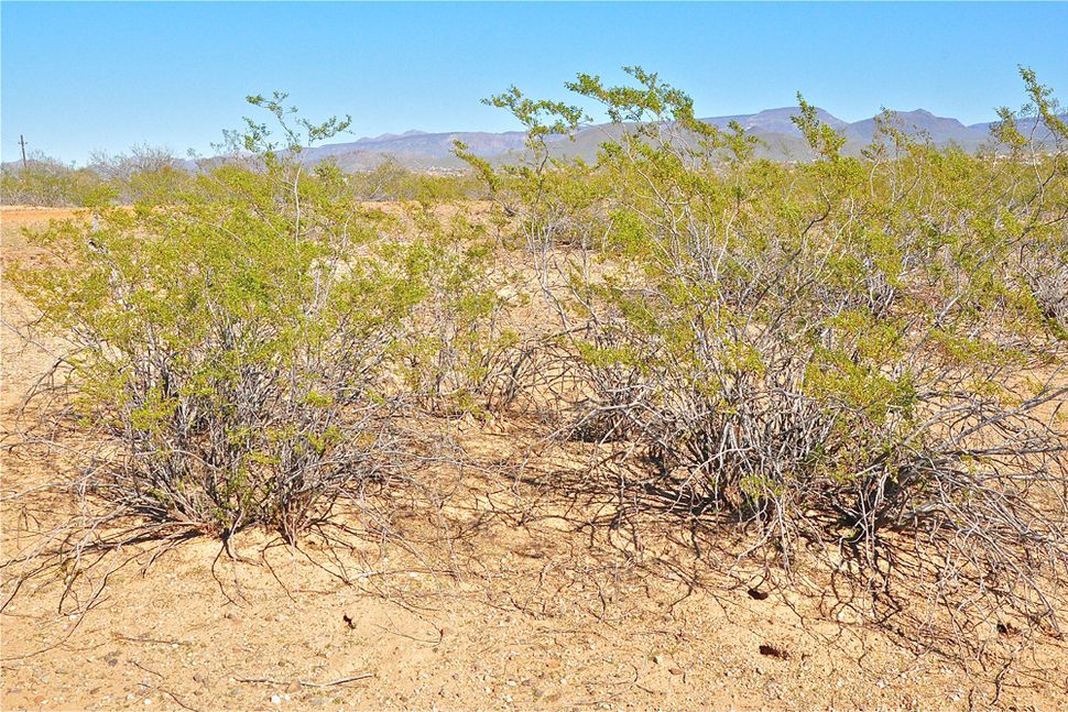 Creosote Bushes Photos | Desert Plants & Flora: Page 2 | Live Science