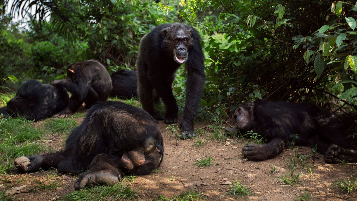Chimpanzees: Intelligent, social and violent | Live Science