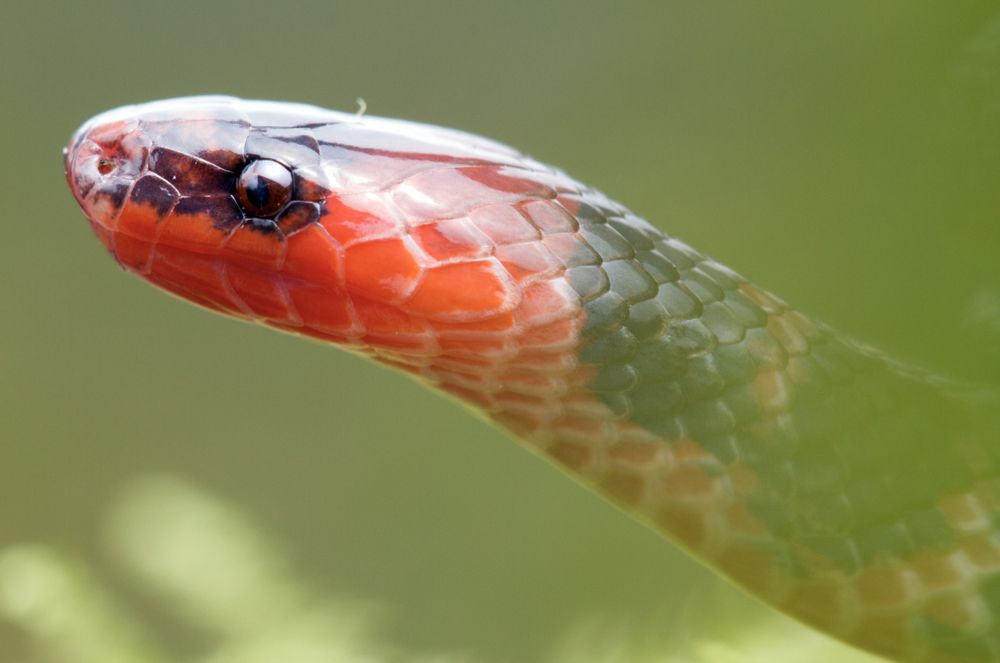 Shhh: A Gallery of Secretive Ground Snakes | Live Science