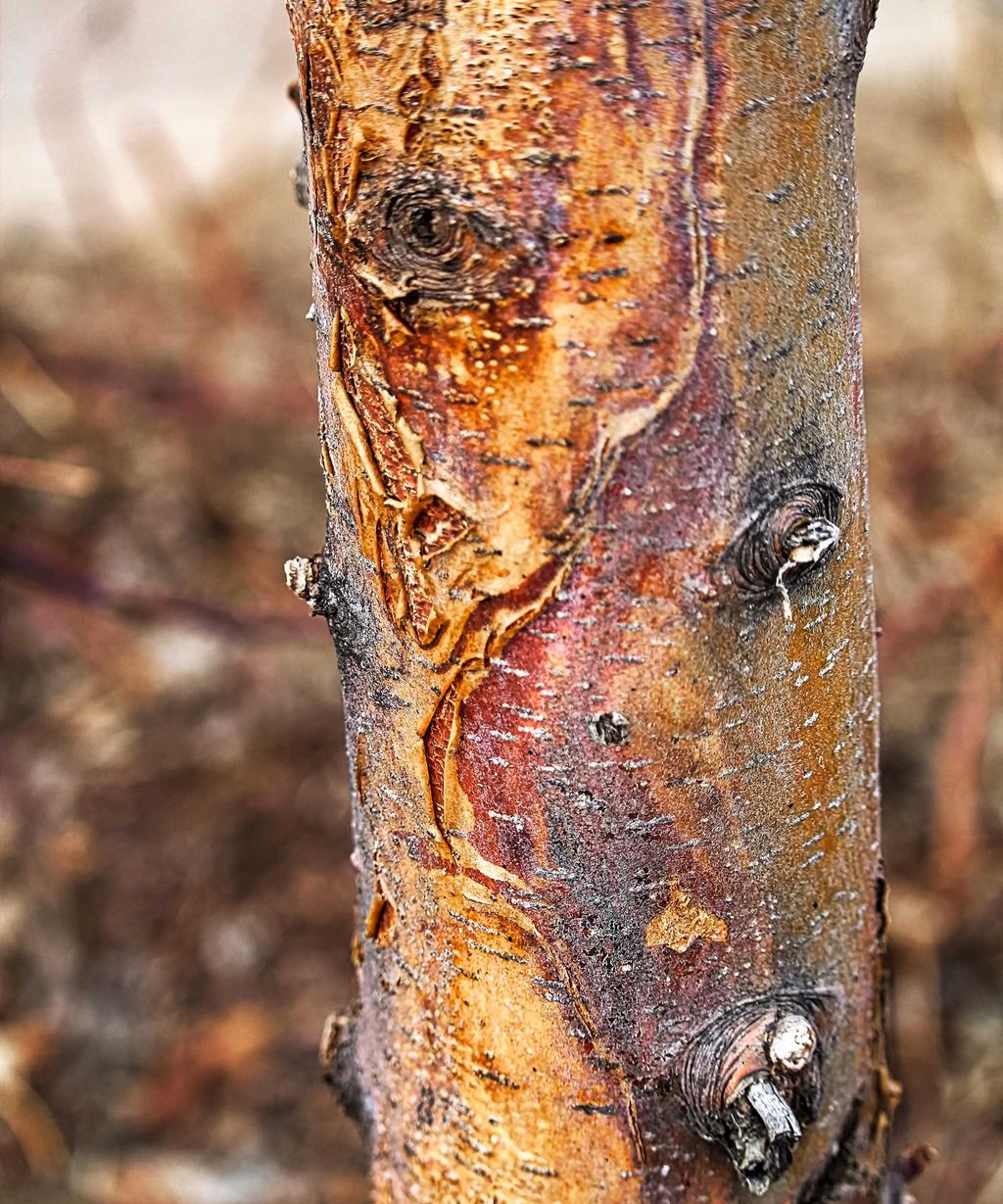 How to protect trees from winter weather: pro tips | Homes and Gardens