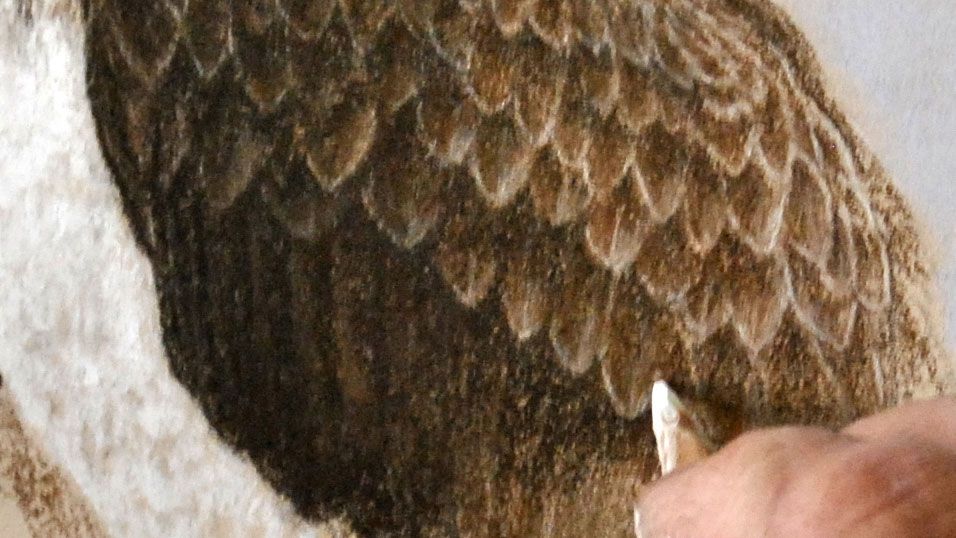 How to draw feathers | Creative Bloq