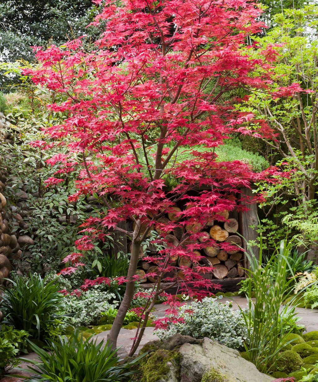 Best trees for small gardens: 11 top picks for less-than-large plots ...