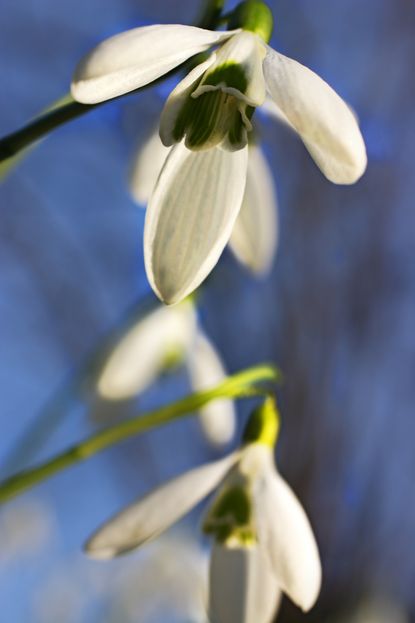 Best snowdrops to grow: our expert picks for a winter garden | Homes ...