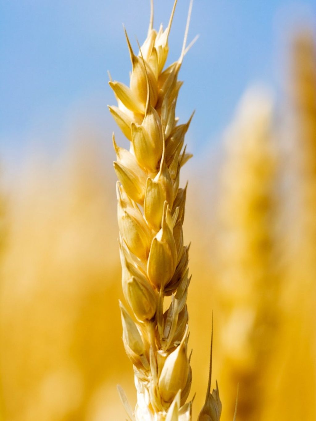 Wheat Growing Information: Tips On Caring For Backyard Wheat Grain ...