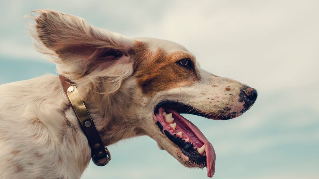 32 of the best outdoor dogs | PetsRadar