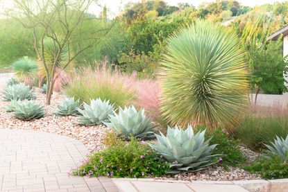 Plants that like full sun and heat | Livingetc