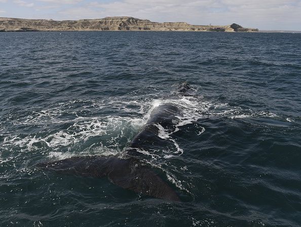 Scientists discover a new species of whale | The Week