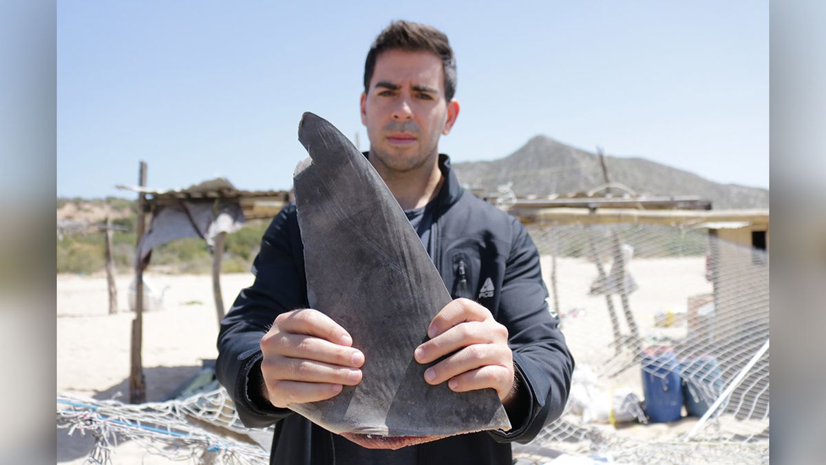 Humans are the real monsters in gory new shark documentary | Live Science