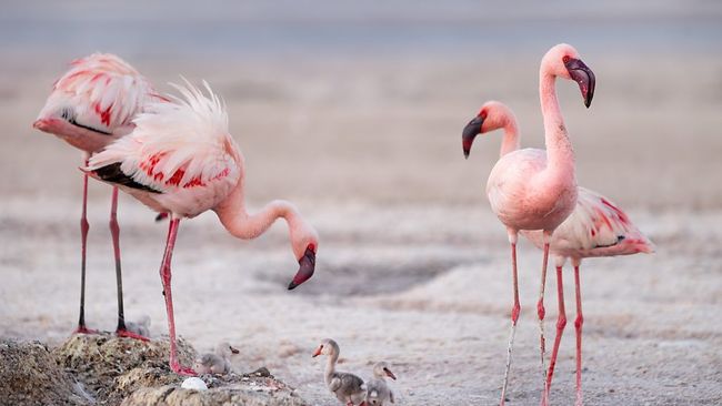 Best BBC nature documentaries — stream them on BBC iPlayer | What to Watch