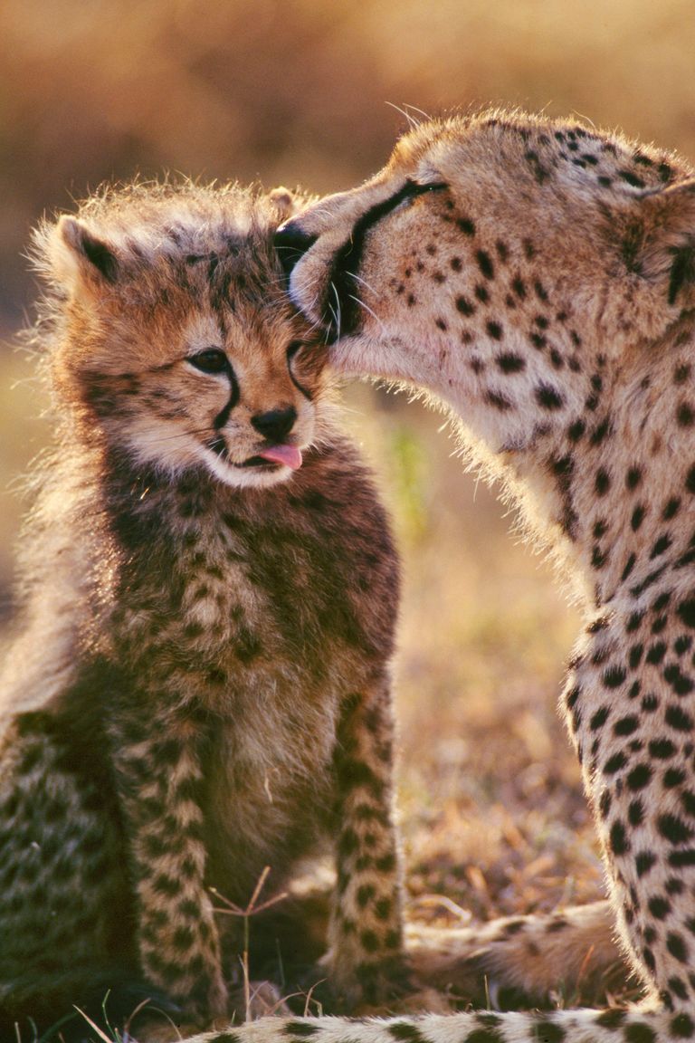 Cute Mother and Baby Animal Pics | Woman & Home